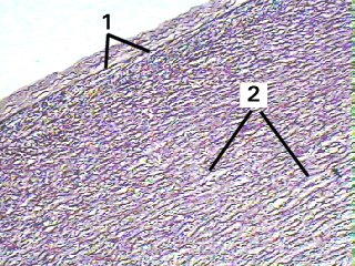 Memorandum Fig 49-002