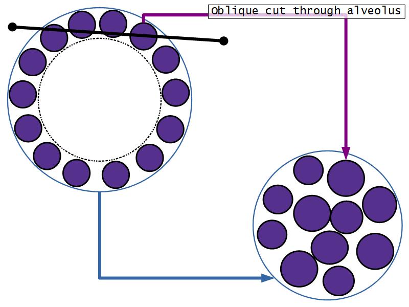 Mammary gland and Nipple