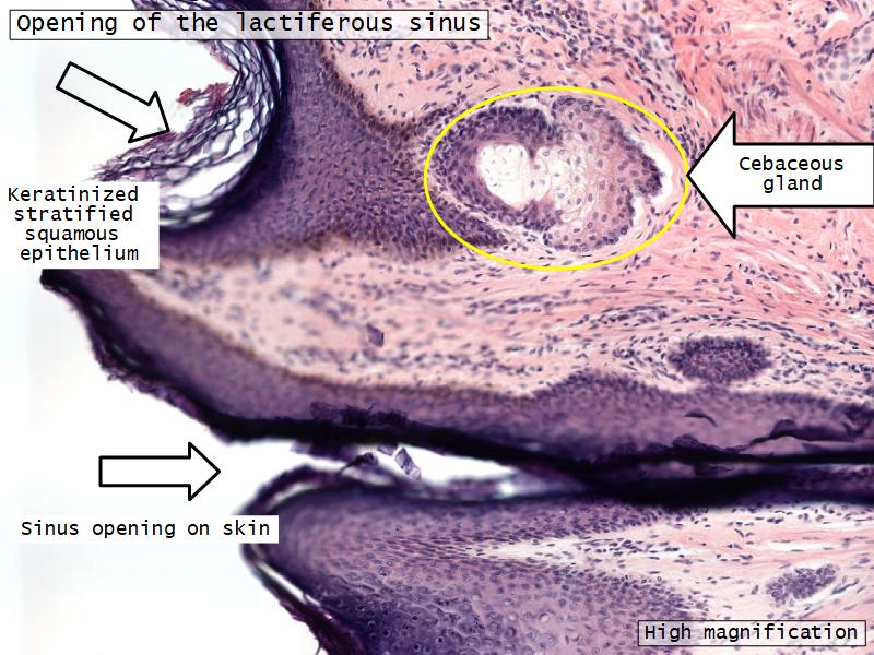Mammary gland and Nipple