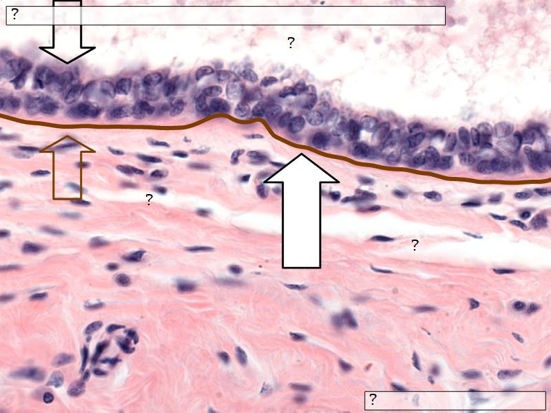 Mammary gland and Nipple