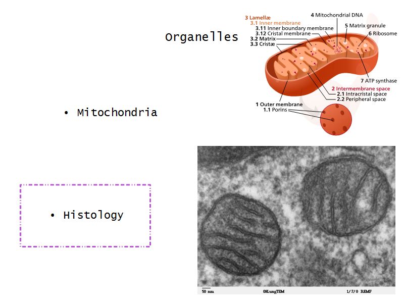 Introduction to Histology; Microscopy and Ultrastructure of the Cell