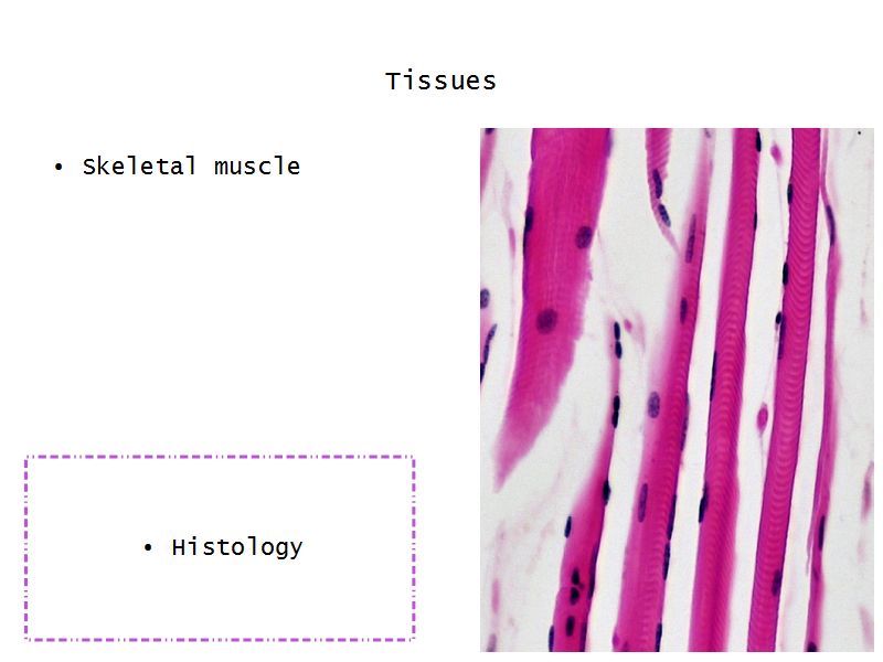 Introduction to Histology; Microscopy and Ultrastructure of the Cell
