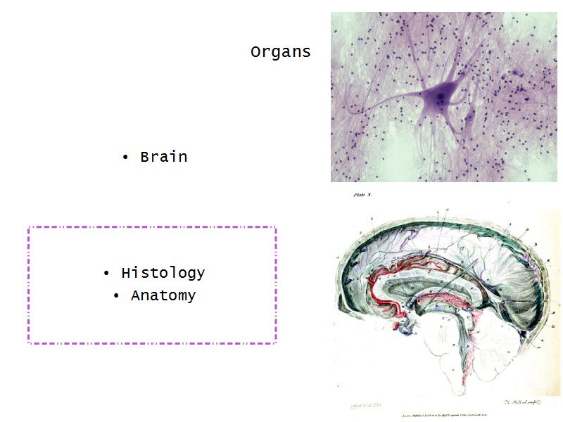 Introduction to Histology; Microscopy and Ultrastructure of the Cell