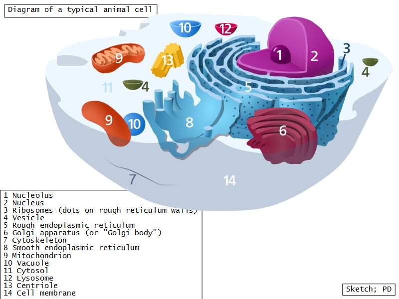 Introduction to Histology; Microscopy and Ultrastructure of the Cell