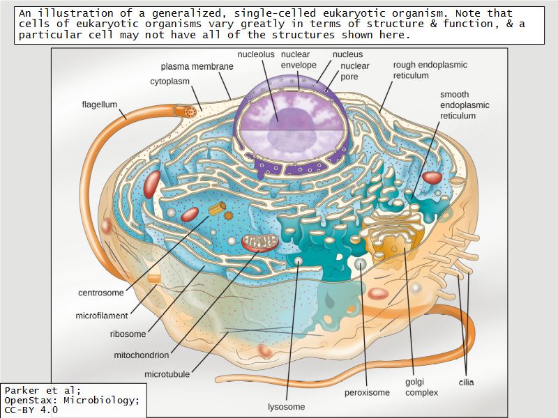 Introduction to Histology; Microscopy and Ultrastructure of the Cell