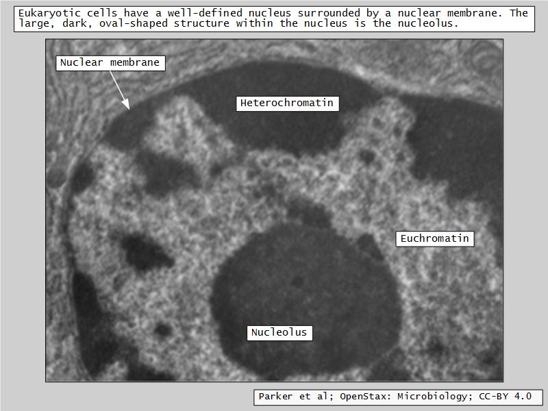 Introduction to Histology; Microscopy and Ultrastructure of the Cell