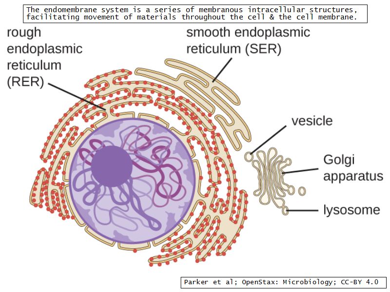 Introduction to Histology; Microscopy and Ultrastructure of the Cell