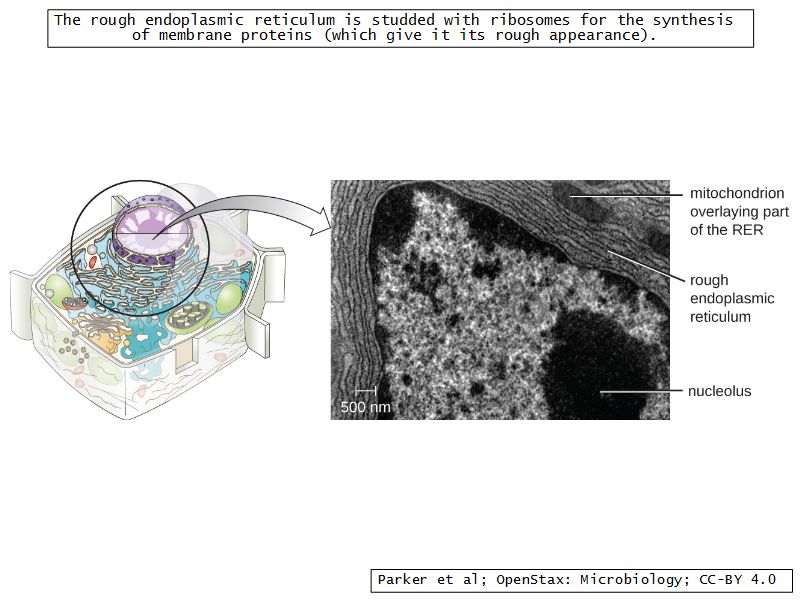 Introduction to Histology; Microscopy and Ultrastructure of the Cell