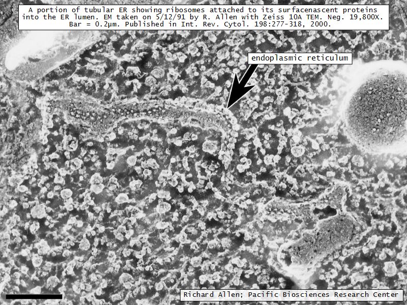 Introduction to Histology; Microscopy and Ultrastructure of the Cell