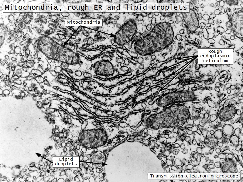 Introduction to Histology; Microscopy and Ultrastructure of the Cell