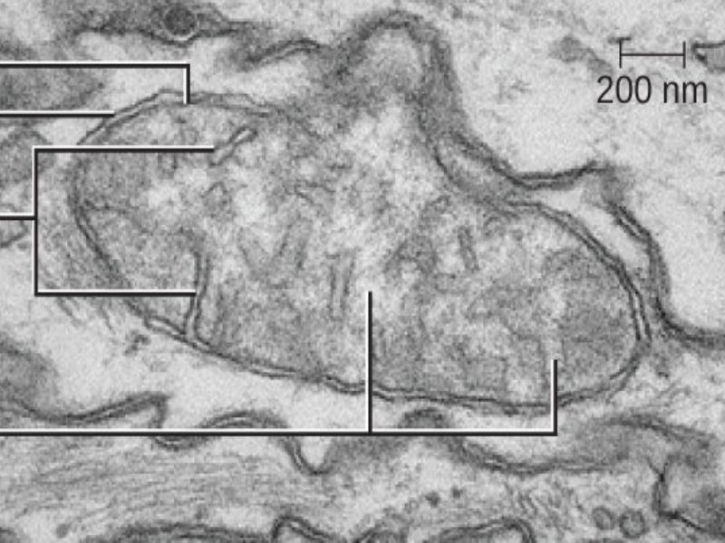Introduction to Histology; Microscopy and Ultrastructure of the Cell
