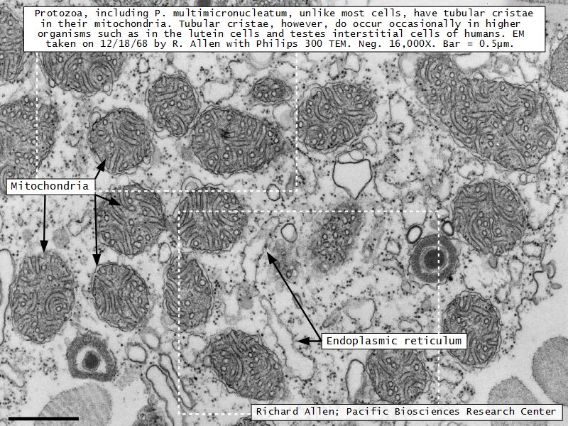 Introduction to Histology; Microscopy and Ultrastructure of the Cell