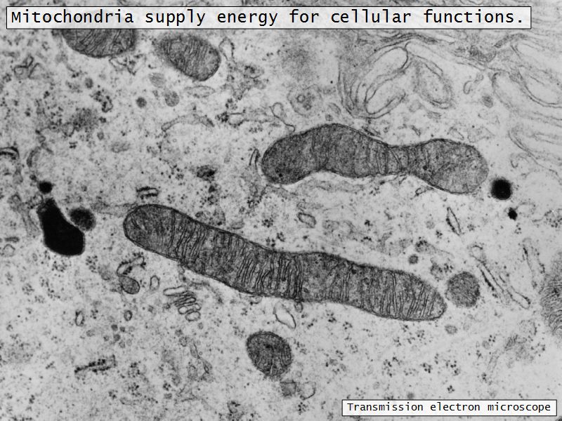 Introduction to Histology; Microscopy and Ultrastructure of the Cell