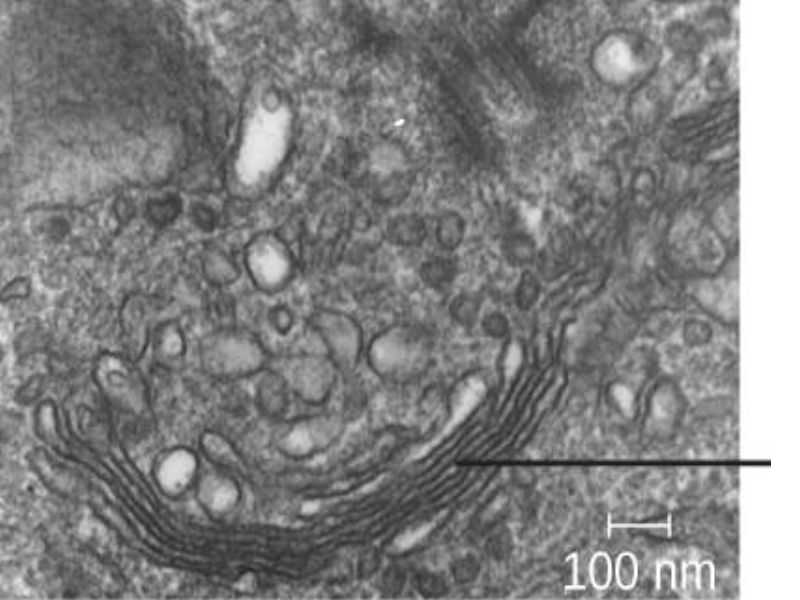 Introduction to Histology; Microscopy and Ultrastructure of the Cell