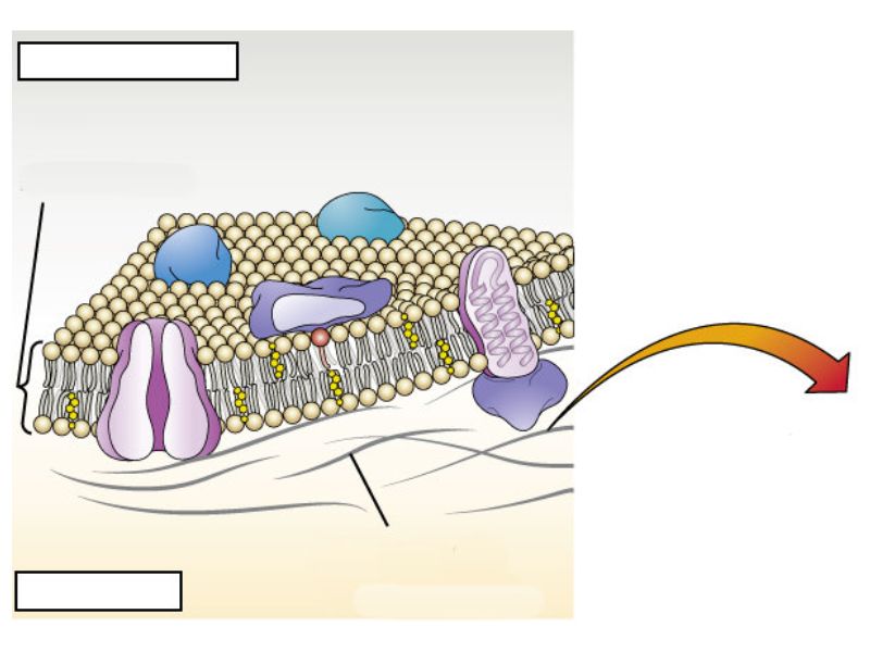 Introduction to Histology; Microscopy and Ultrastructure of the Cell