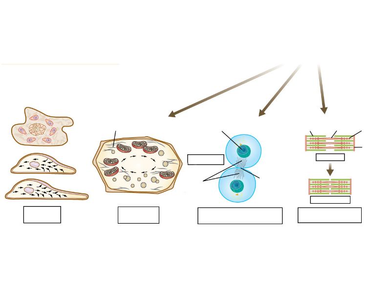 Introduction to Histology; Microscopy and Ultrastructure of the Cell