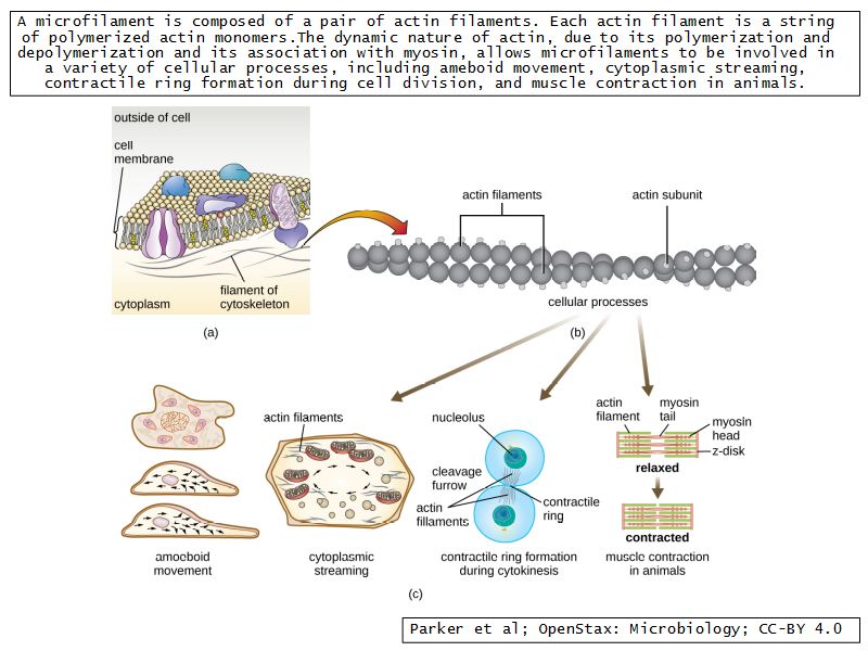 Introduction to Histology; Microscopy and Ultrastructure of the Cell