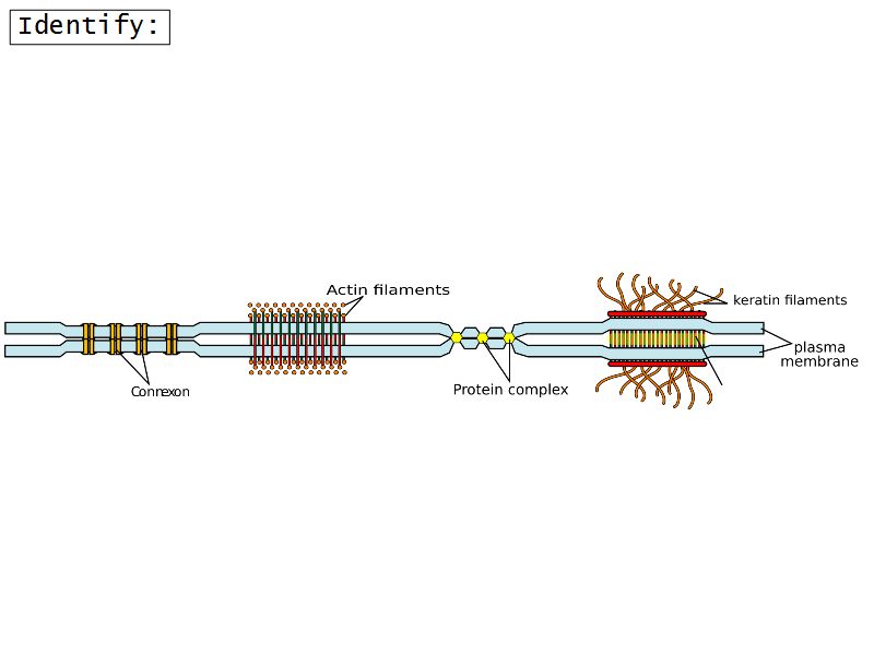 Introduction to Histology; Microscopy and Ultrastructure of the Cell