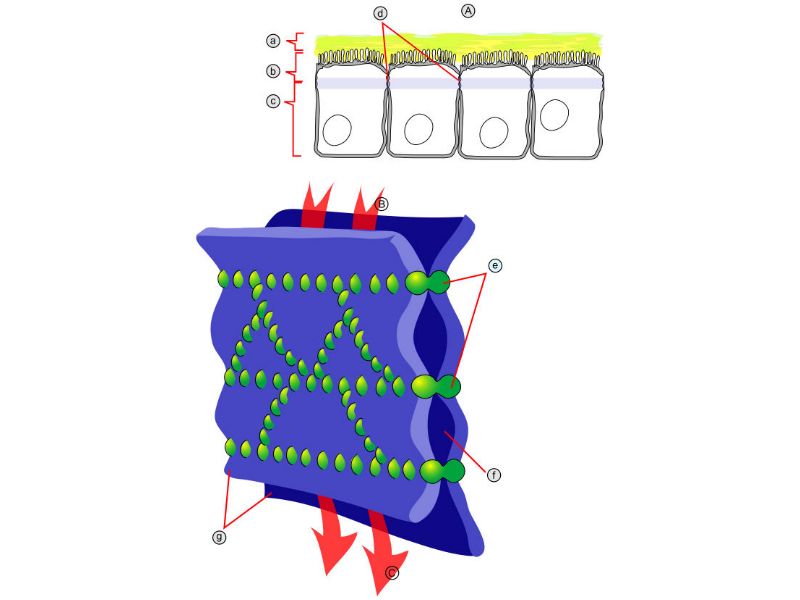 Introduction to Histology; Microscopy and Ultrastructure of the Cell