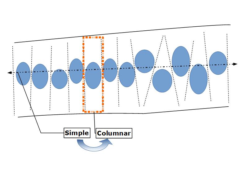 Epithelia and Connective Tissues