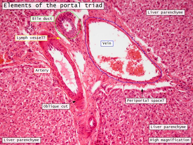 Glands of the Digestive System