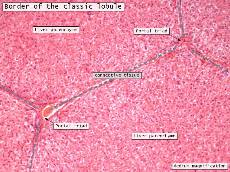 Glands of the Digestive System