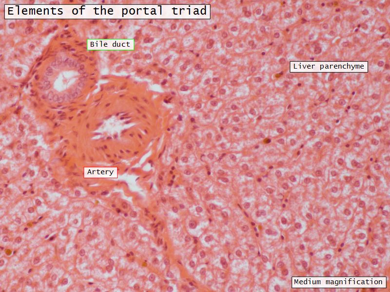Glands of the Digestive System
