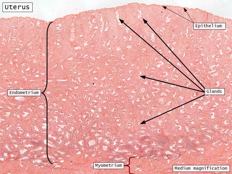 Women and Men's Health