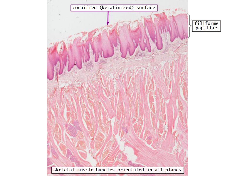 Contractile Cells