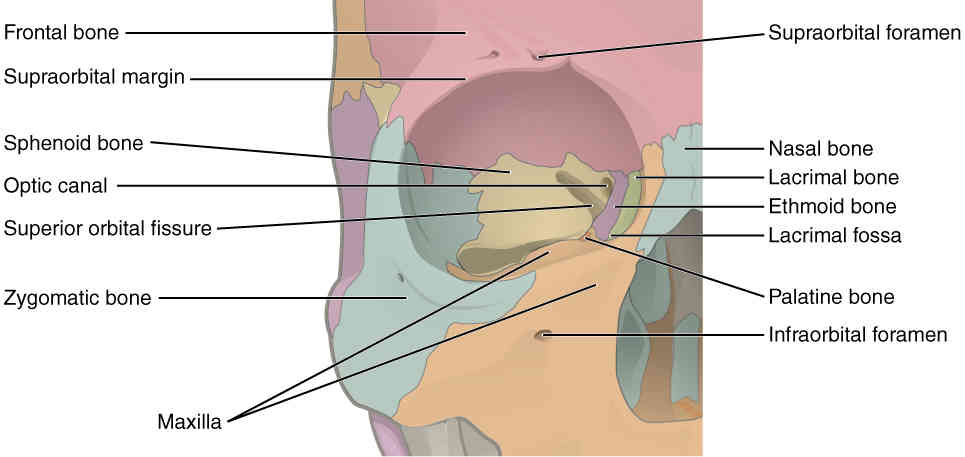Anatomy, Physiology and Histology